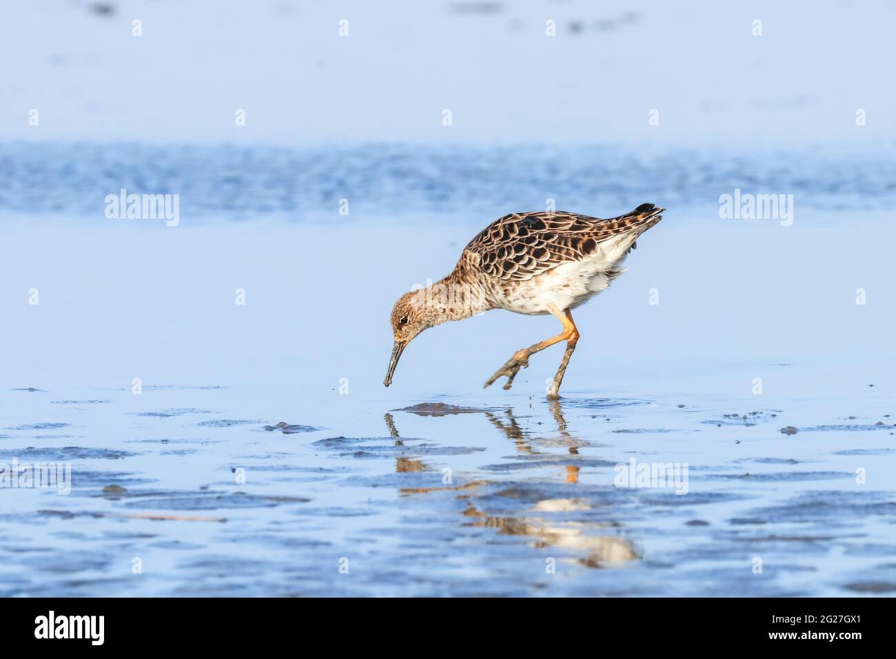 Ruff water bird (Philomachus pugnax) Ruff in water Stock Photo - Alamy