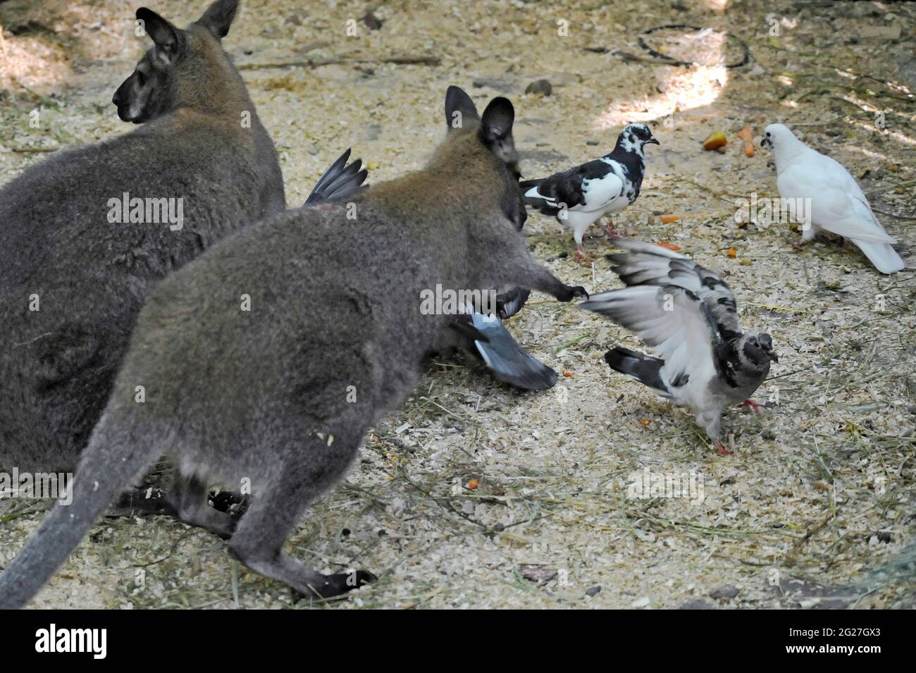 VINNYTSIA, UKRAINE - JUNE 8, 2021 - Wallabies Tim and Bimka enjoy their ...