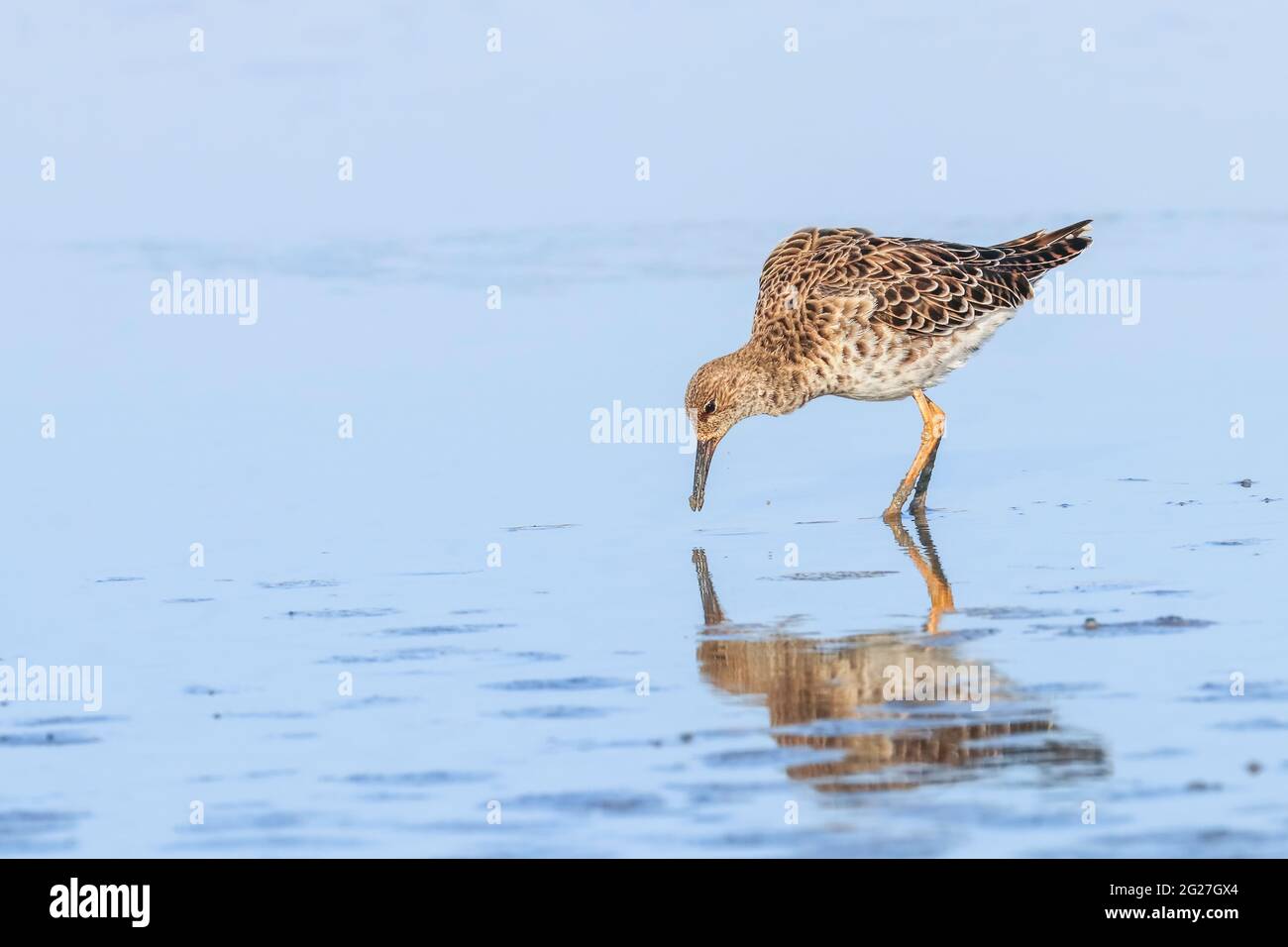 Ruff water bird (Philomachus pugnax) Ruff in water Stock Photo - Alamy
