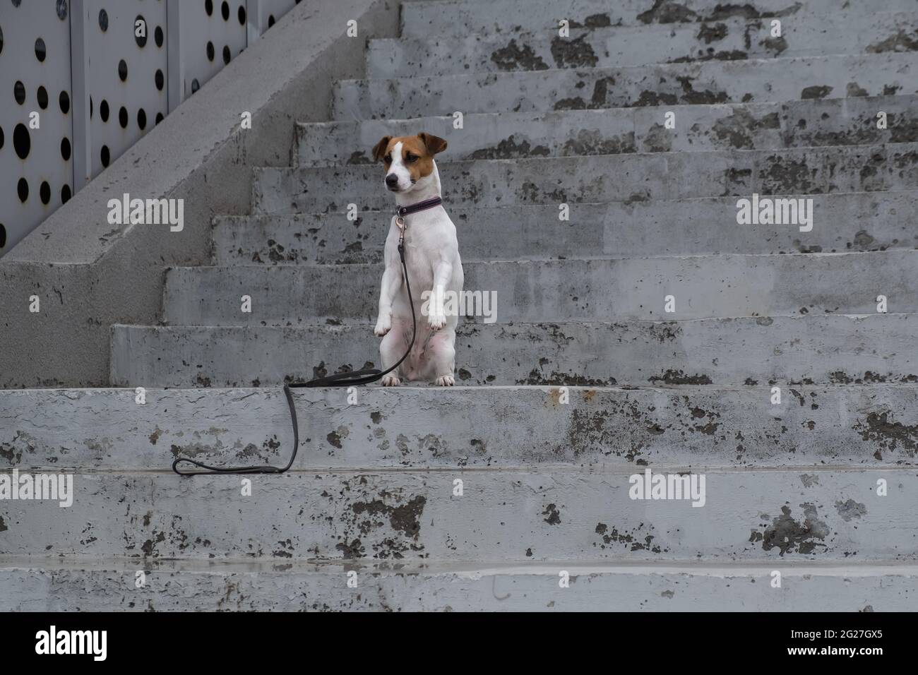 Sad frightened lost dog jack russell terrier sitting on the stairs ...