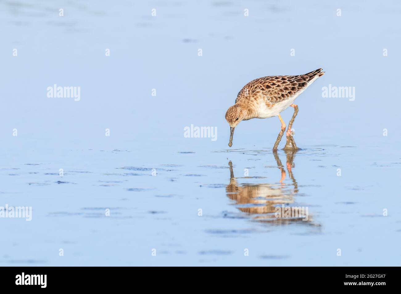 Ruff water bird (Philomachus pugnax) Ruff in water Stock Photo - Alamy