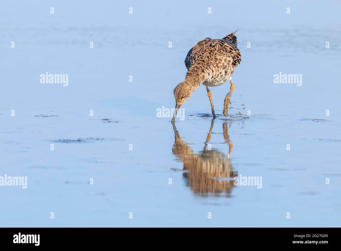 Ruff water bird (Philomachus pugnax) Ruff in water Stock Photo - Alamy