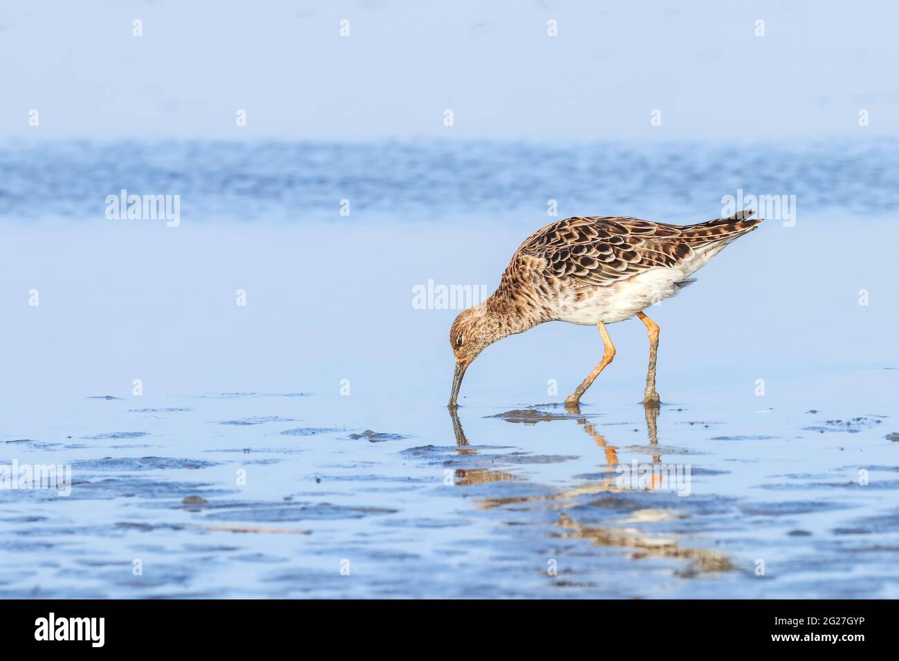 Ruff water bird (Philomachus pugnax) Ruff in water Stock Photo - Alamy