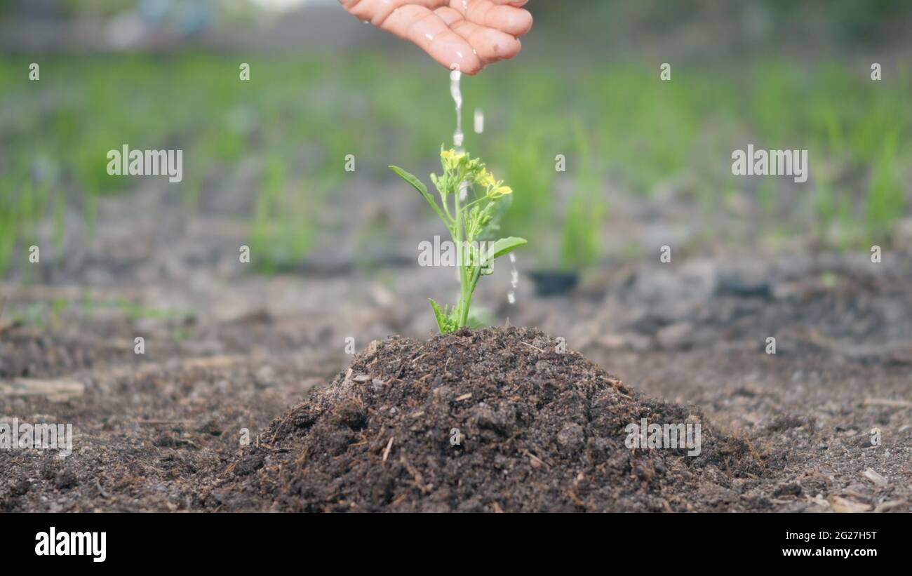 Woman hand watering planting seedlings growing tree on the garden ...