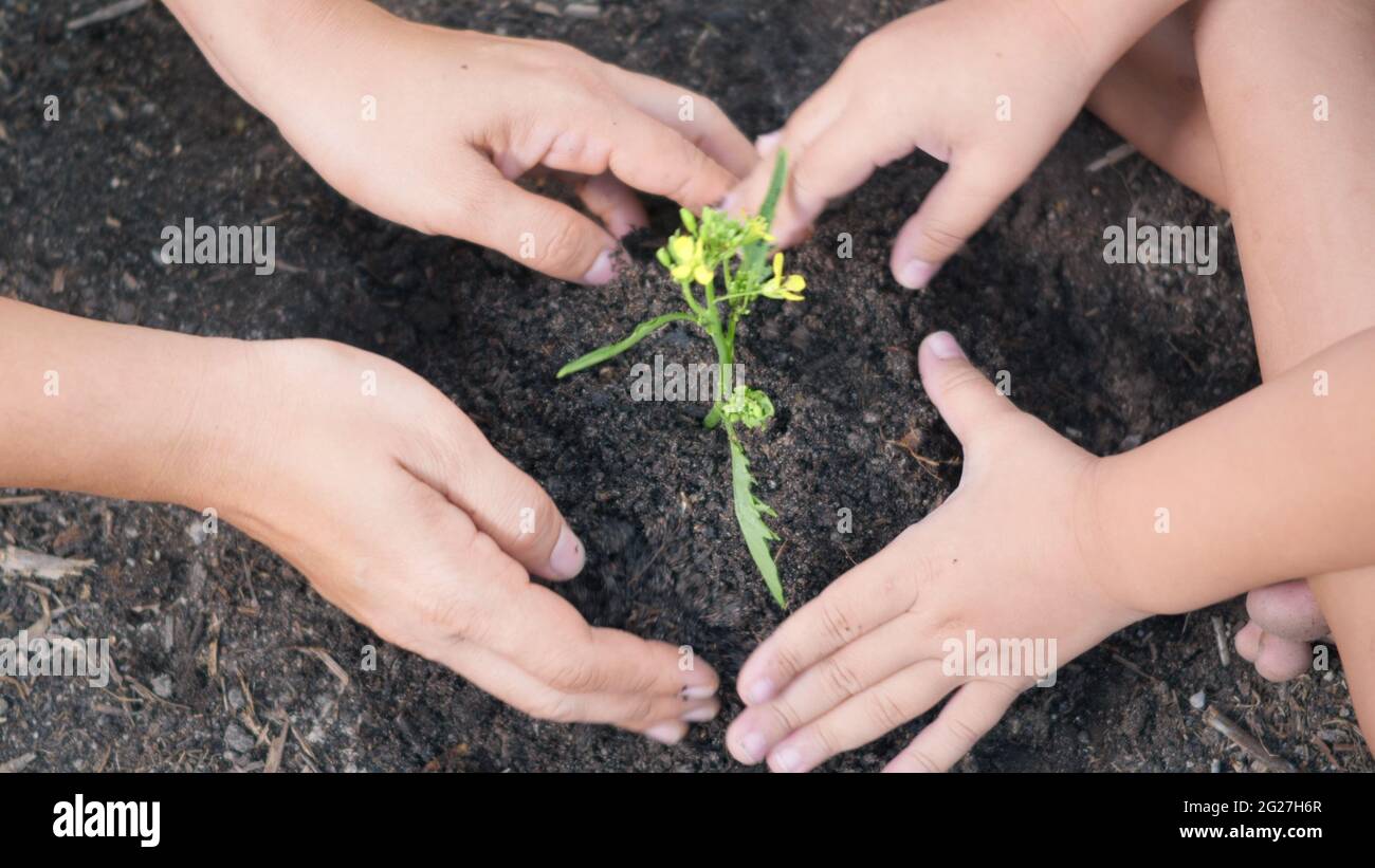 Little kid hand and parent planting growing tree in soil on garden ...