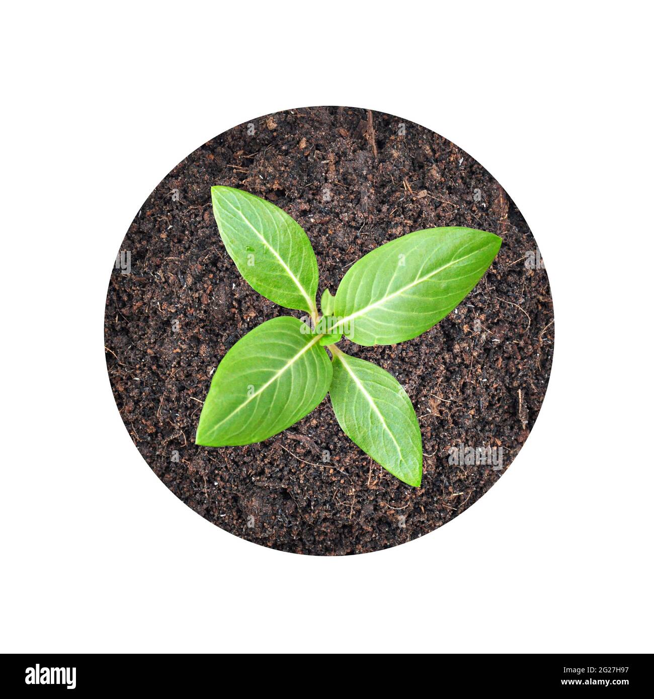 Small green sapling growing from soil - top view Stock Photo - Alamy