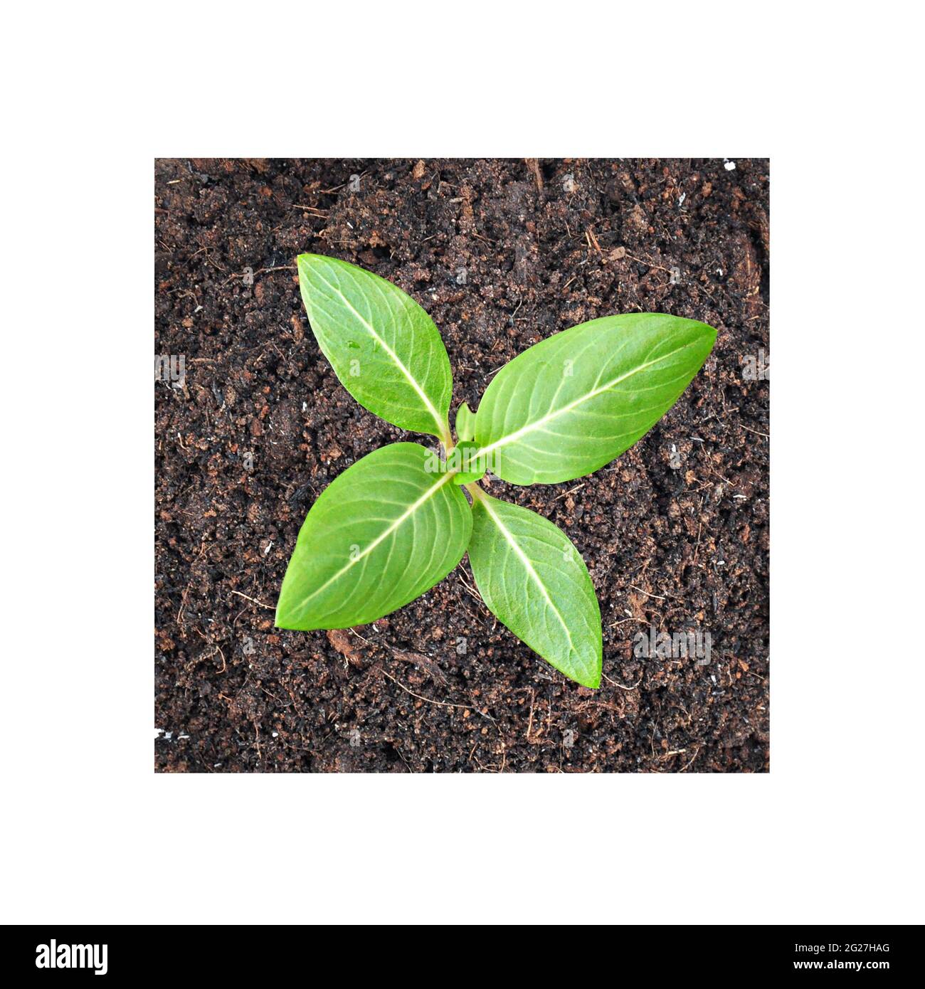 Small green sapling growing from soil - top view Stock Photo - Alamy