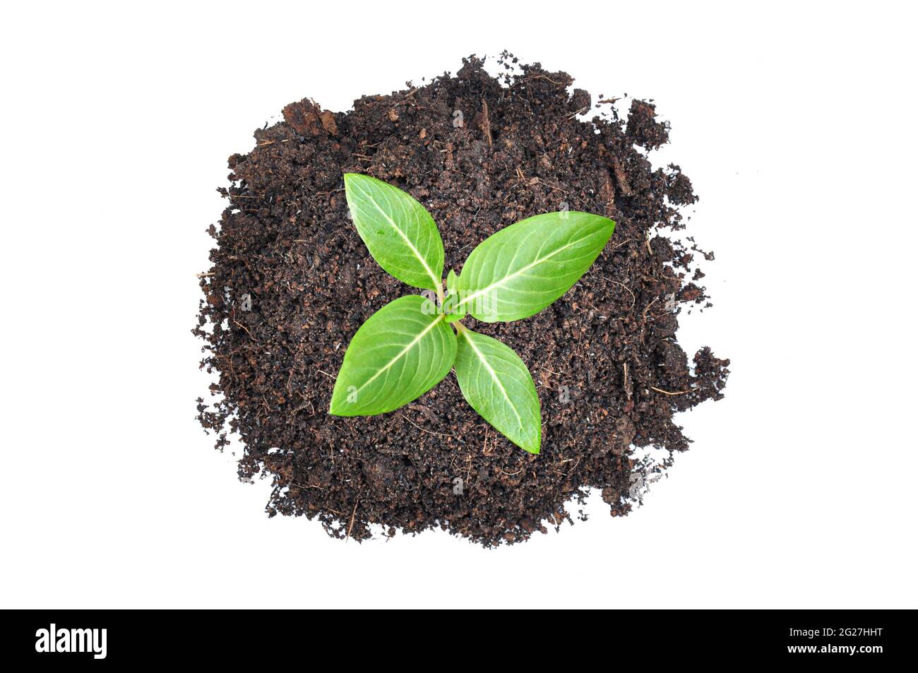 Small green sapling growing out from heap of soil - top view Stock ...