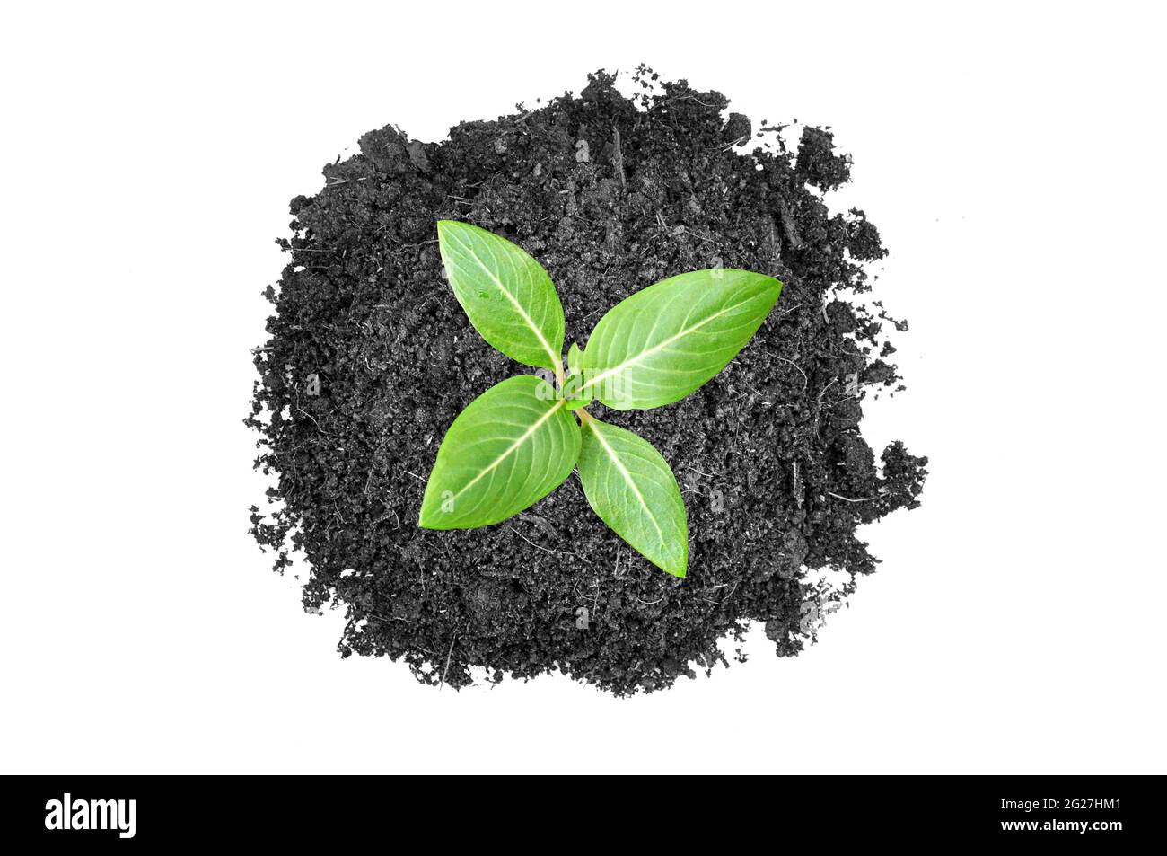 Small green sapling growing out from heap of soil - top view Stock ...