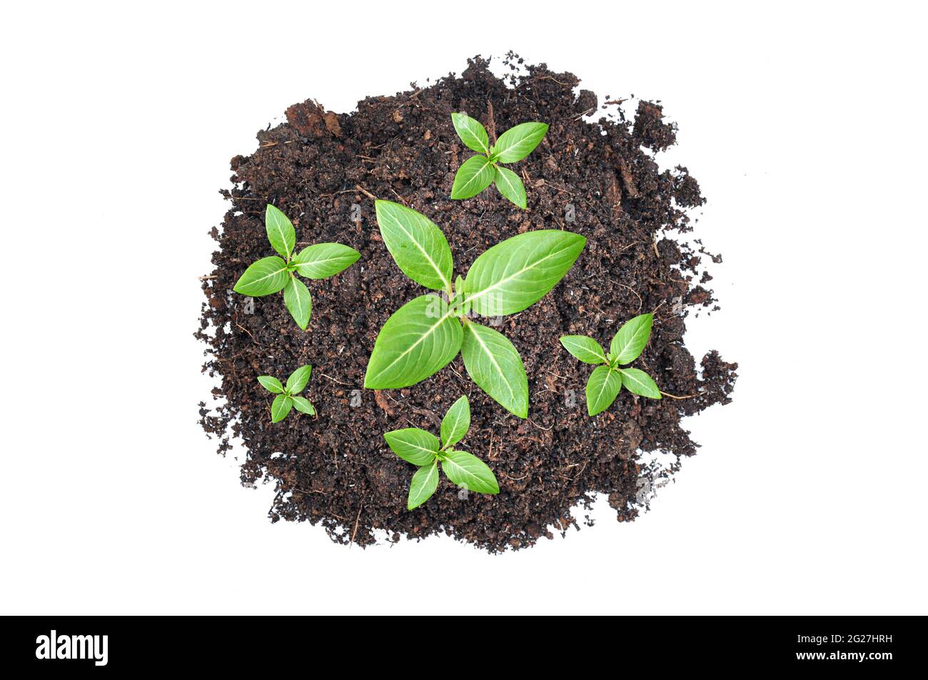 Young green tree saplings Cut Out Stock Images & Pictures - Alamy