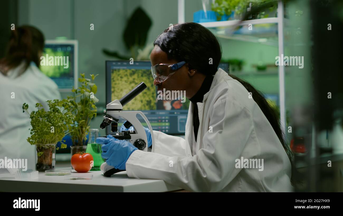 Biologist woman looking at test sample under microscope working at gmo ...
