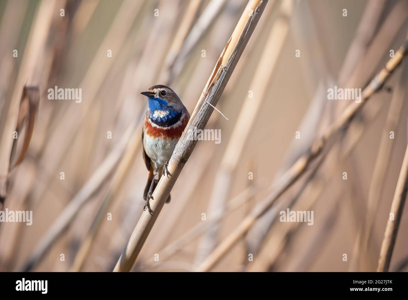 Little bluethroat male songbird in dry reeds on nature background Stock ...