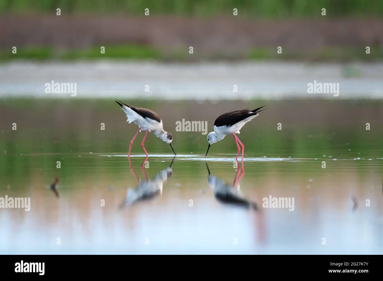 Funny black-winged stilt birds (Himantopus himantopus) with long legs ...