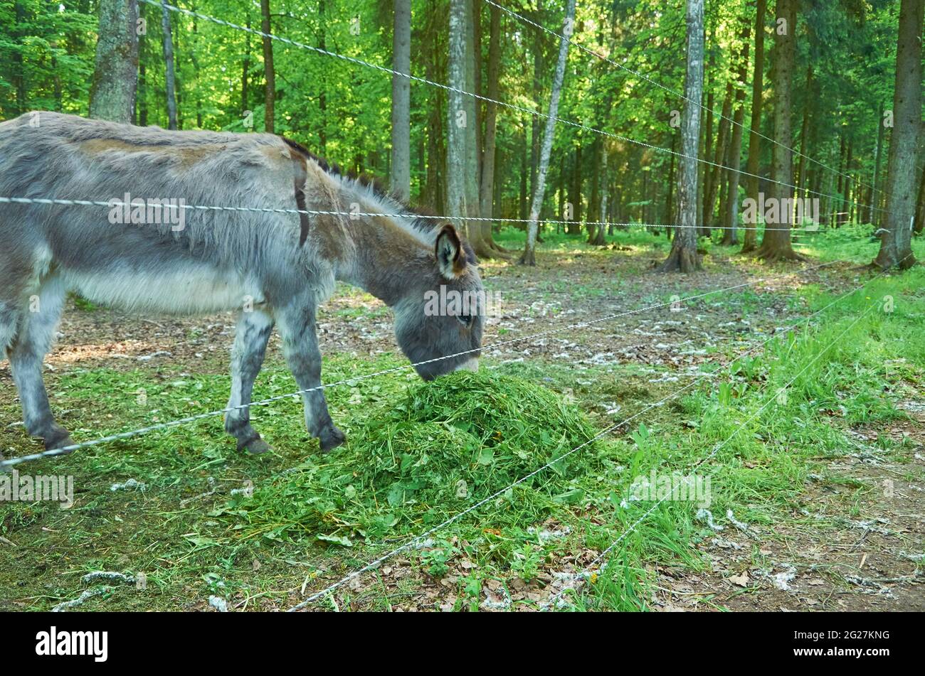 Donkey eat grass in a paddock with an electric fence Stock Photo - Alamy