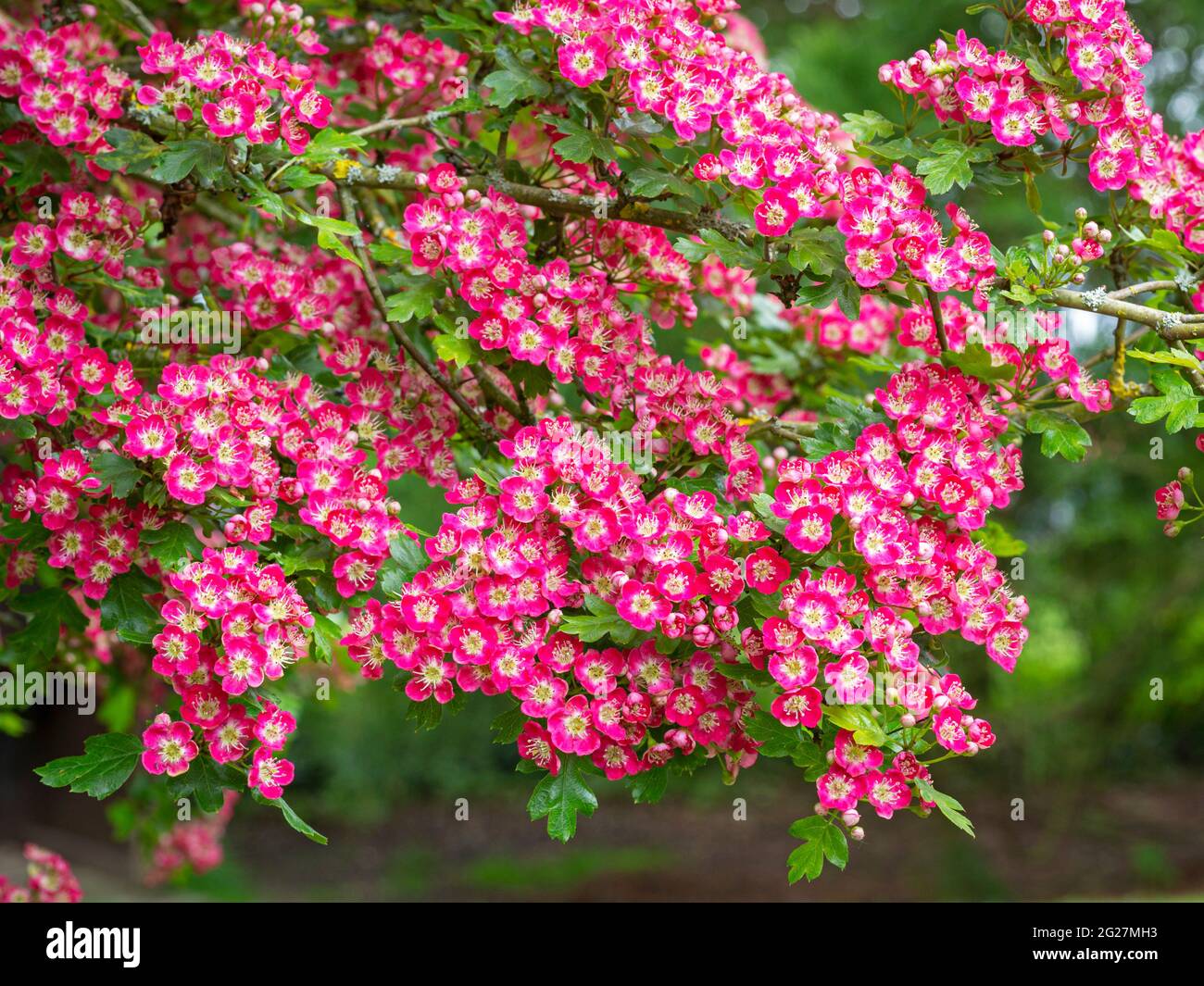 Pink blossom on an ornamental hawthorn tree Stock Photo - Alamy