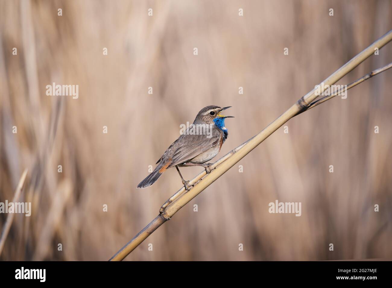 Little bluethroat male songbird in dry reeds on nature background Stock ...