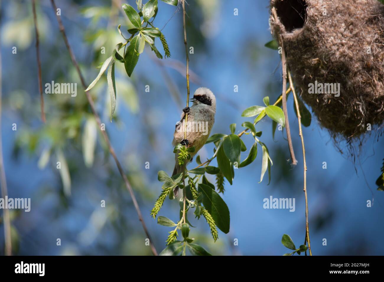 Small gray bird European penduline tit (Remiz pendulinus) sits on the ...
