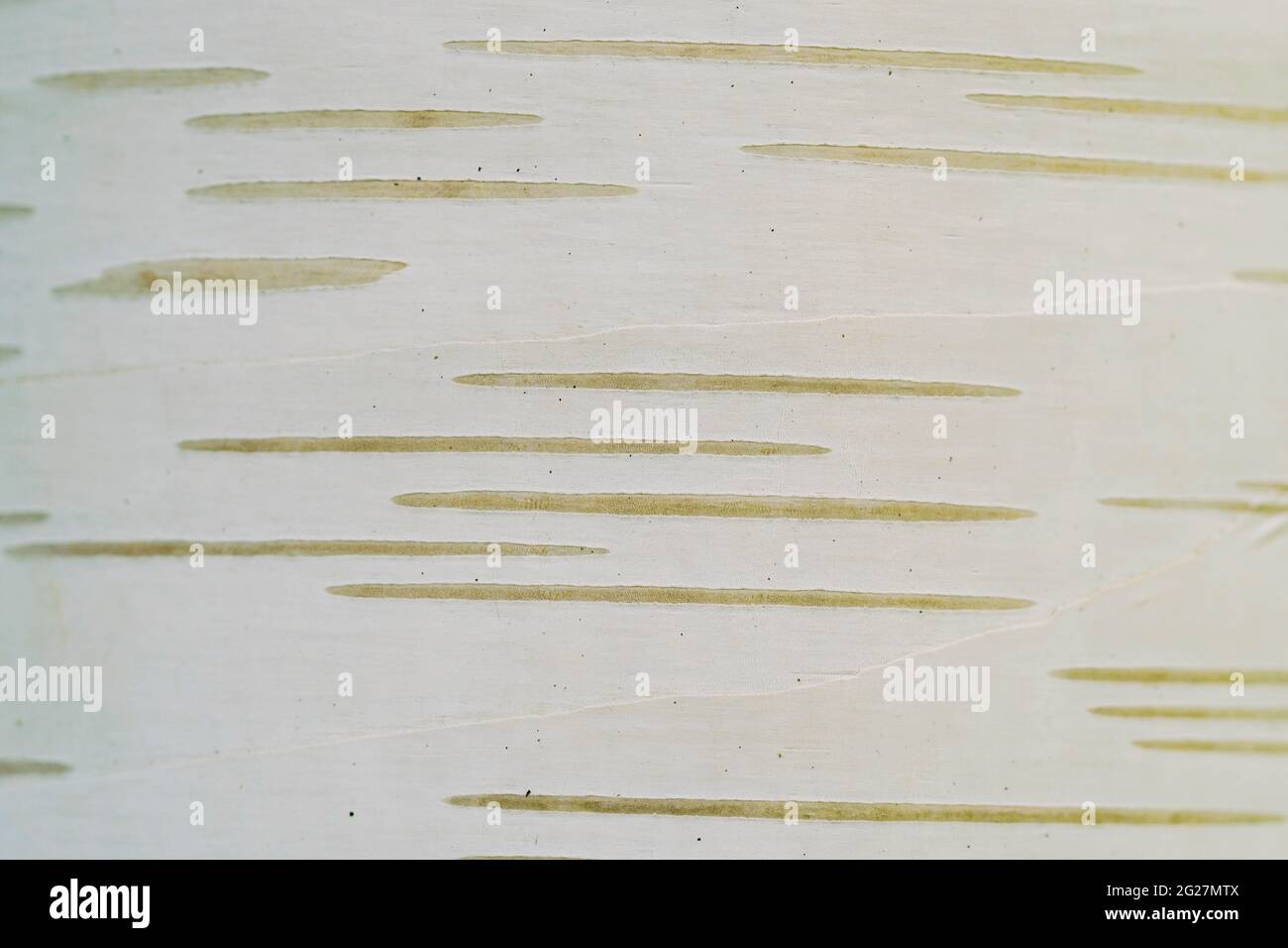 Strip bark hi-res stock photography and images - Alamy