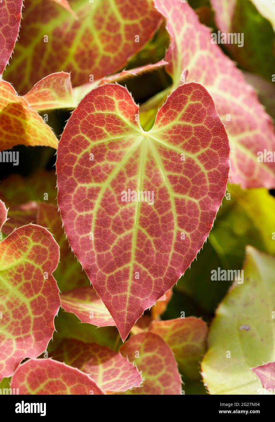 Elven flower hi-res stock photography and images - Alamy