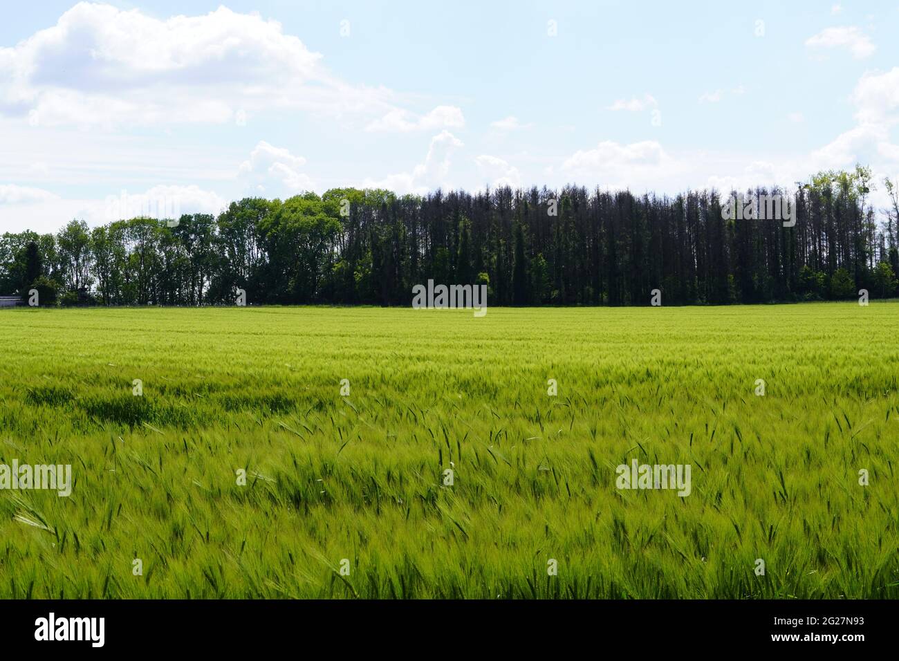 Grain field with forest hi-res stock photography and images - Alamy