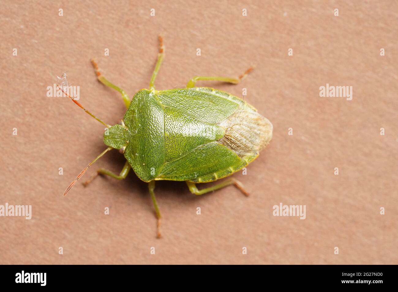 Close up of a green stink bug, Palomena prasina. Brown background. Detailed macro photography of ...