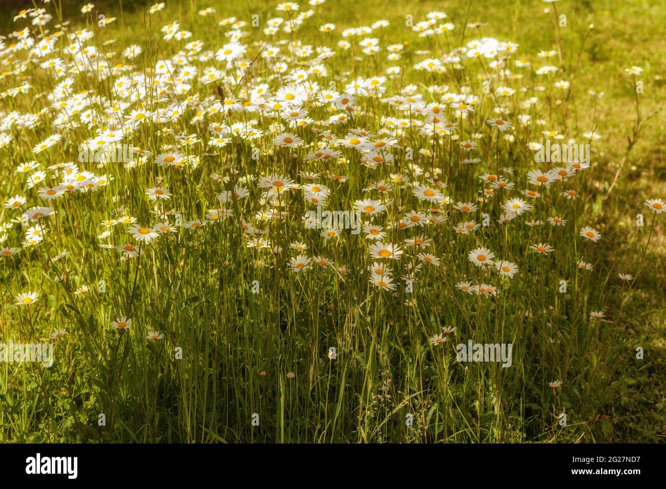 Daisy field a field of daisies hi-res stock photography and images - Alamy