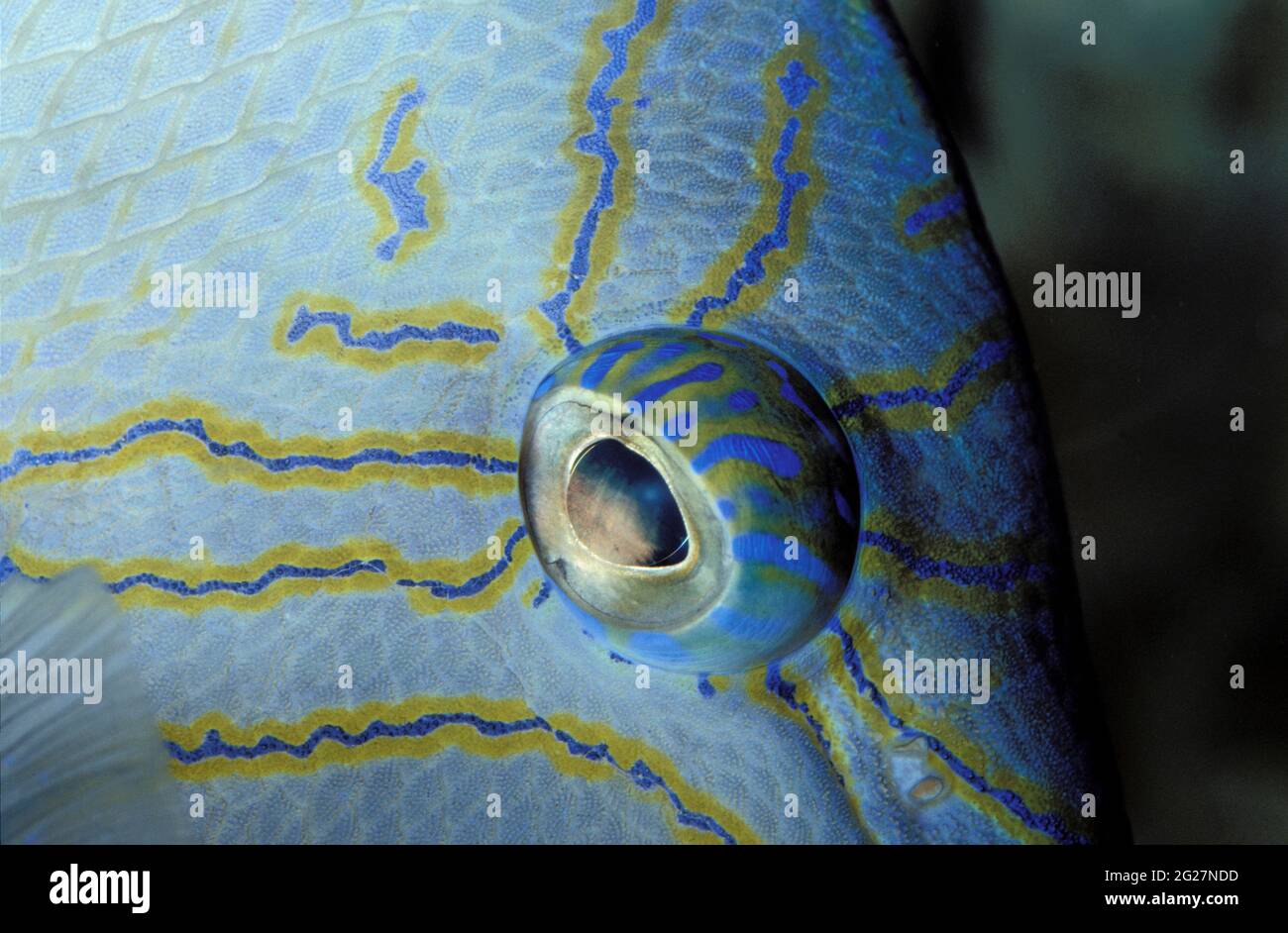 FRANCE. MONACO. OCEANOGRAPHY MUSEUM. CLOSE-UP OF THE EYE OF A ...