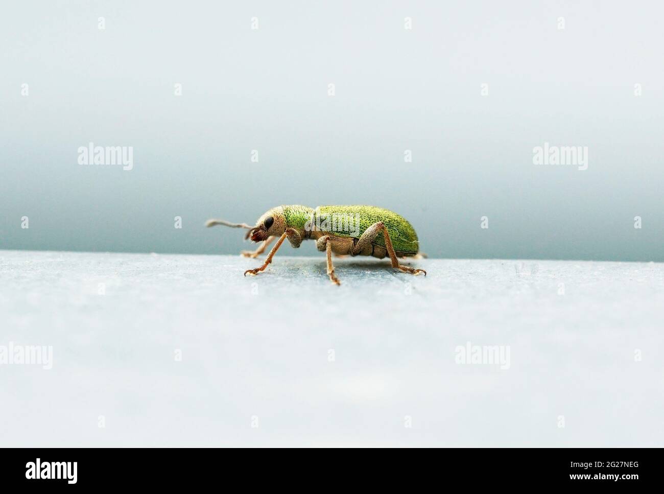 Green cypress weevil, Pachyrhinus lethierryi. Side close-up of the ...