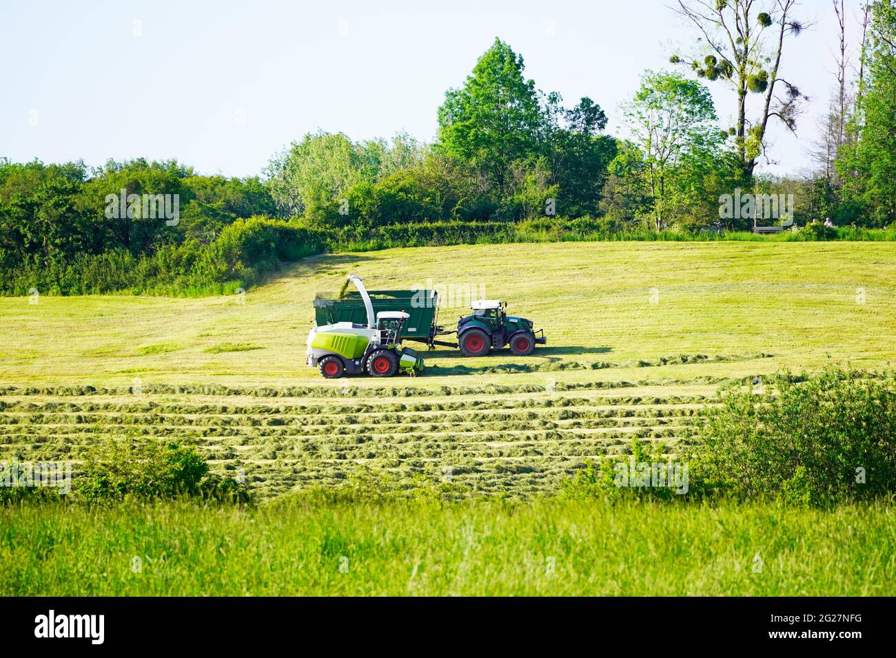 Two agricultural vehicles harvesting hay. Collecting hay for silage ...