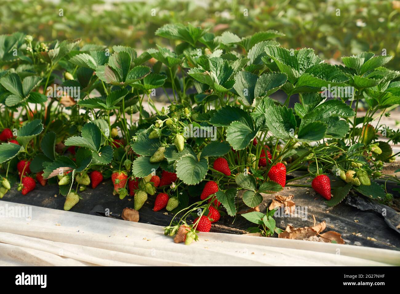 Sweet organic bushes of strawberries ripen in rows at greenhouse. Fresh ...
