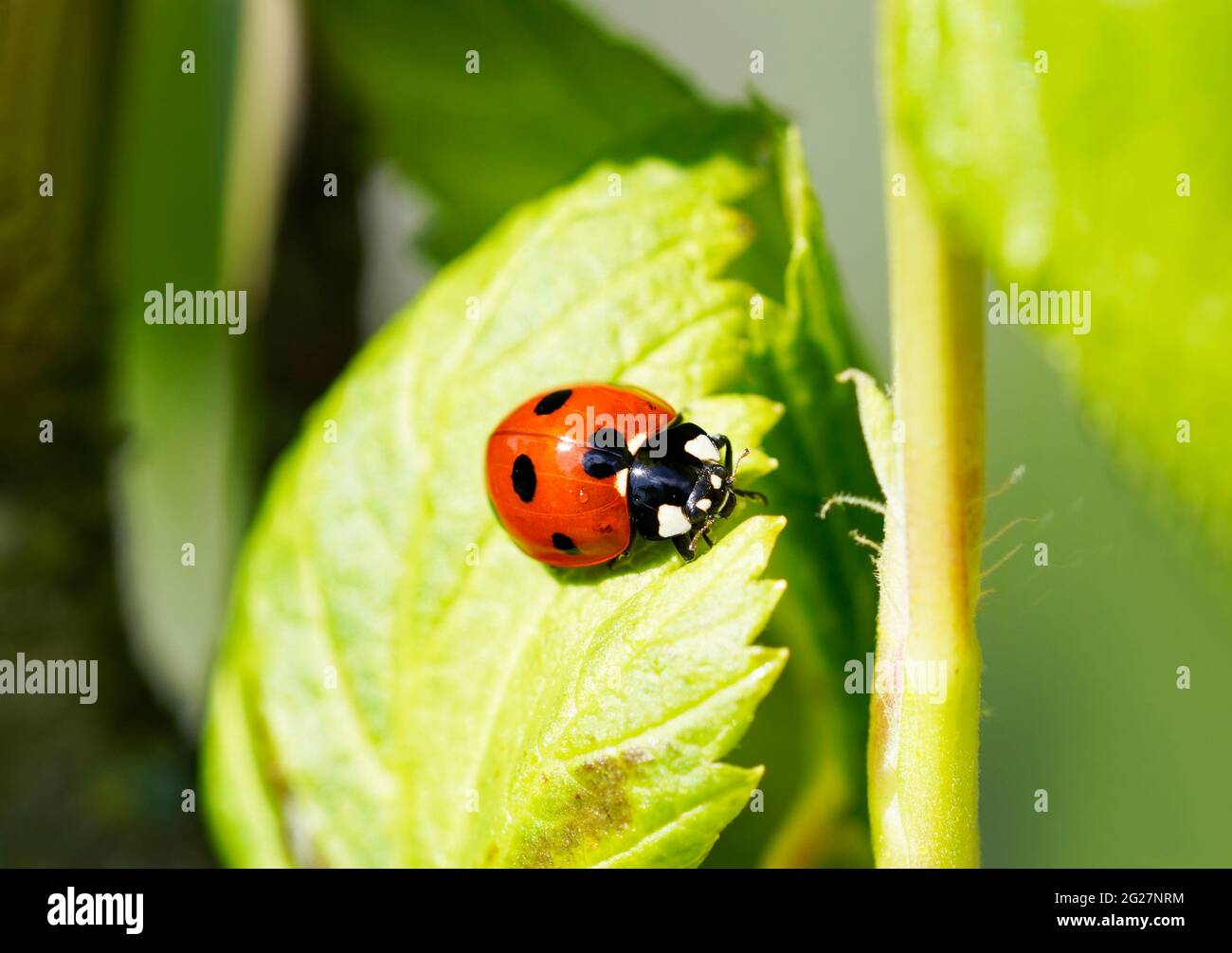 Red ladybug on a green leaf. Close-up insect in natural environment ...