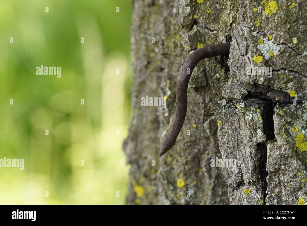 Nail in the tree. Close up of a tree bark with a rusty nail Stock Photo ...
