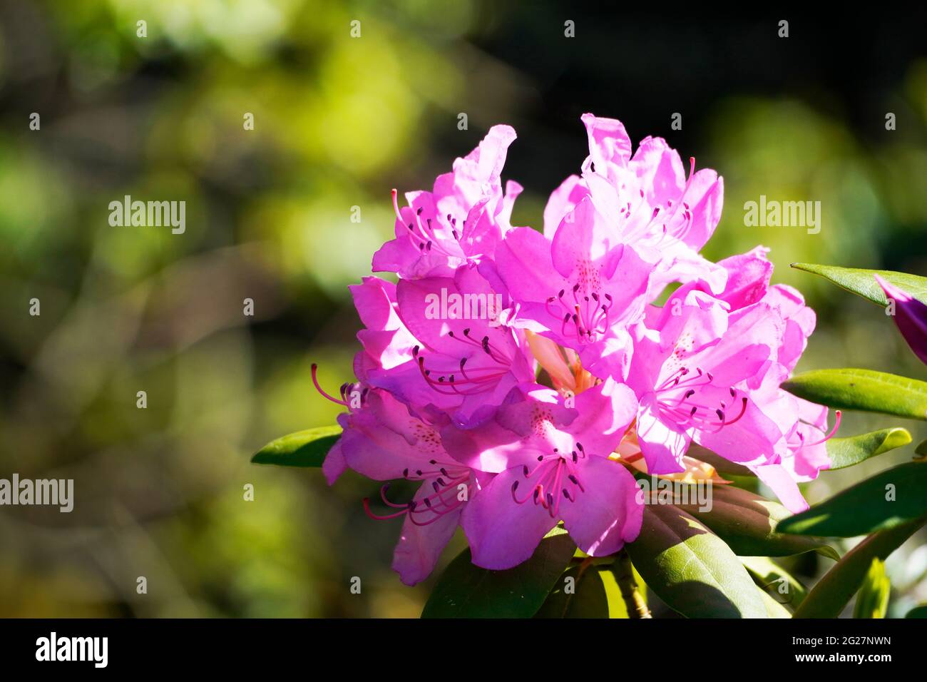 Large pink rhododendron hi-res stock photography and images - Alamy