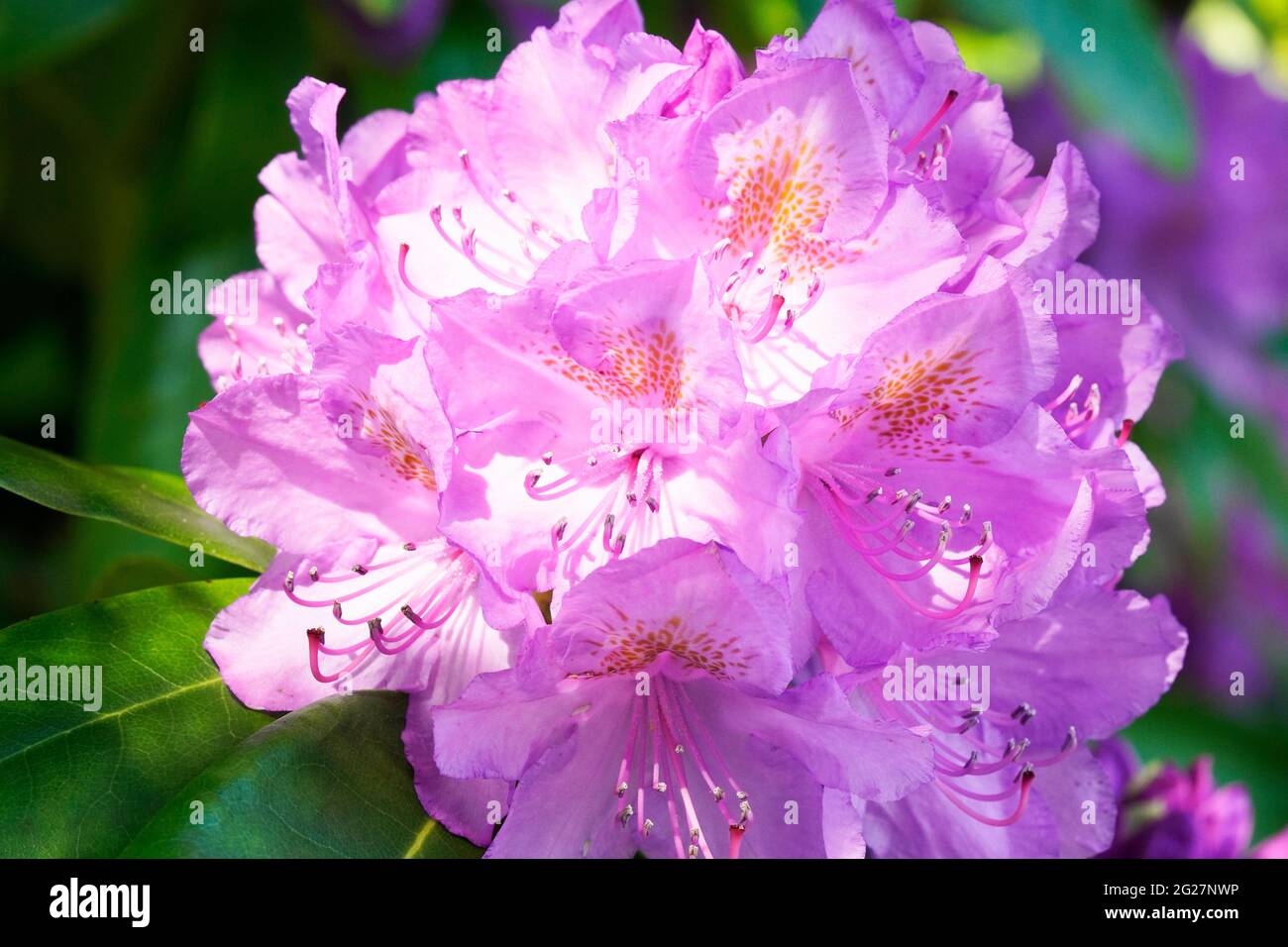 Large pink rhododendron hi-res stock photography and images - Alamy