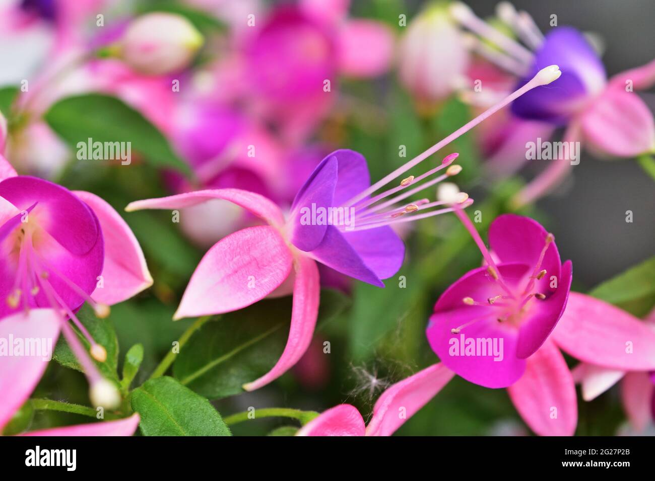 Fuchsia pink flower hi-res stock photography and images - Alamy