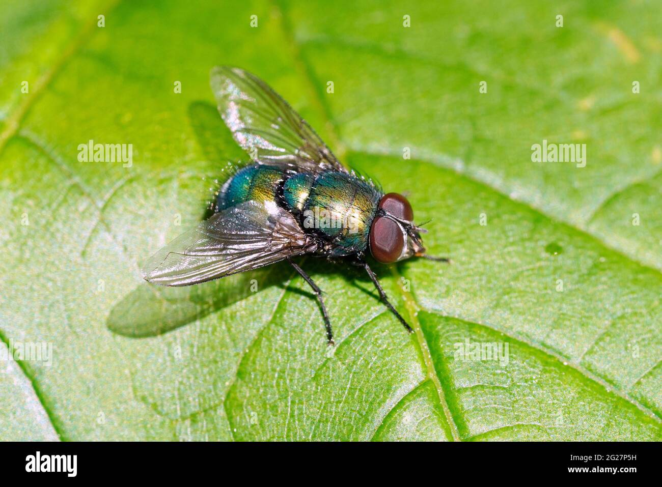 Calliphoridae hi-res stock photography and images - Alamy