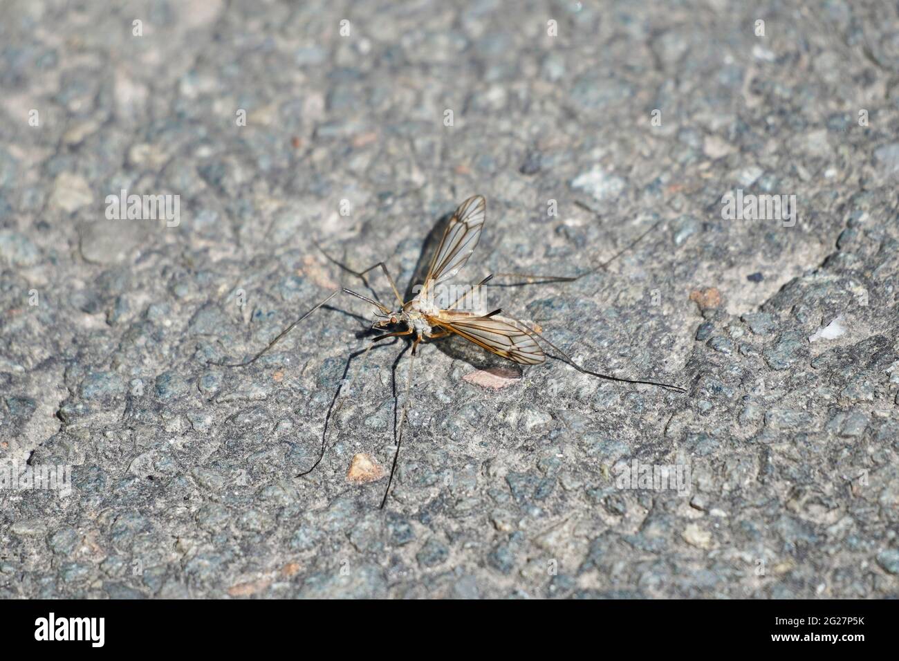 Crane fly is sitting on the asphalt. Close up of the insect on a gray ...