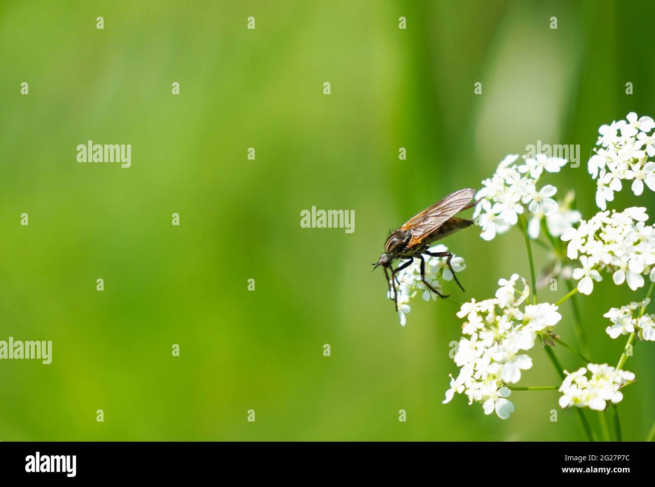 Dancing Fly, Empis opaca. Close up of insect on white flowers in ...