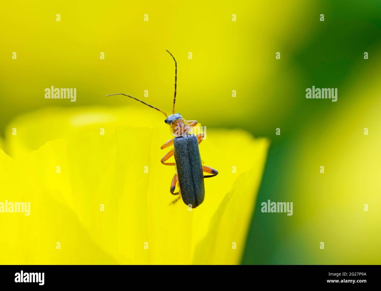 Dark soft beetle with long antennae on a yellow flower. Close up of the ...
