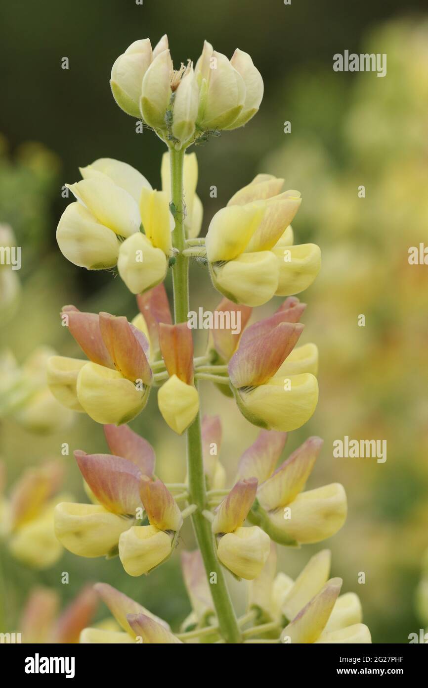 The flower of a Tree Lupin plant, Lupinus arboreus, growing at a ...