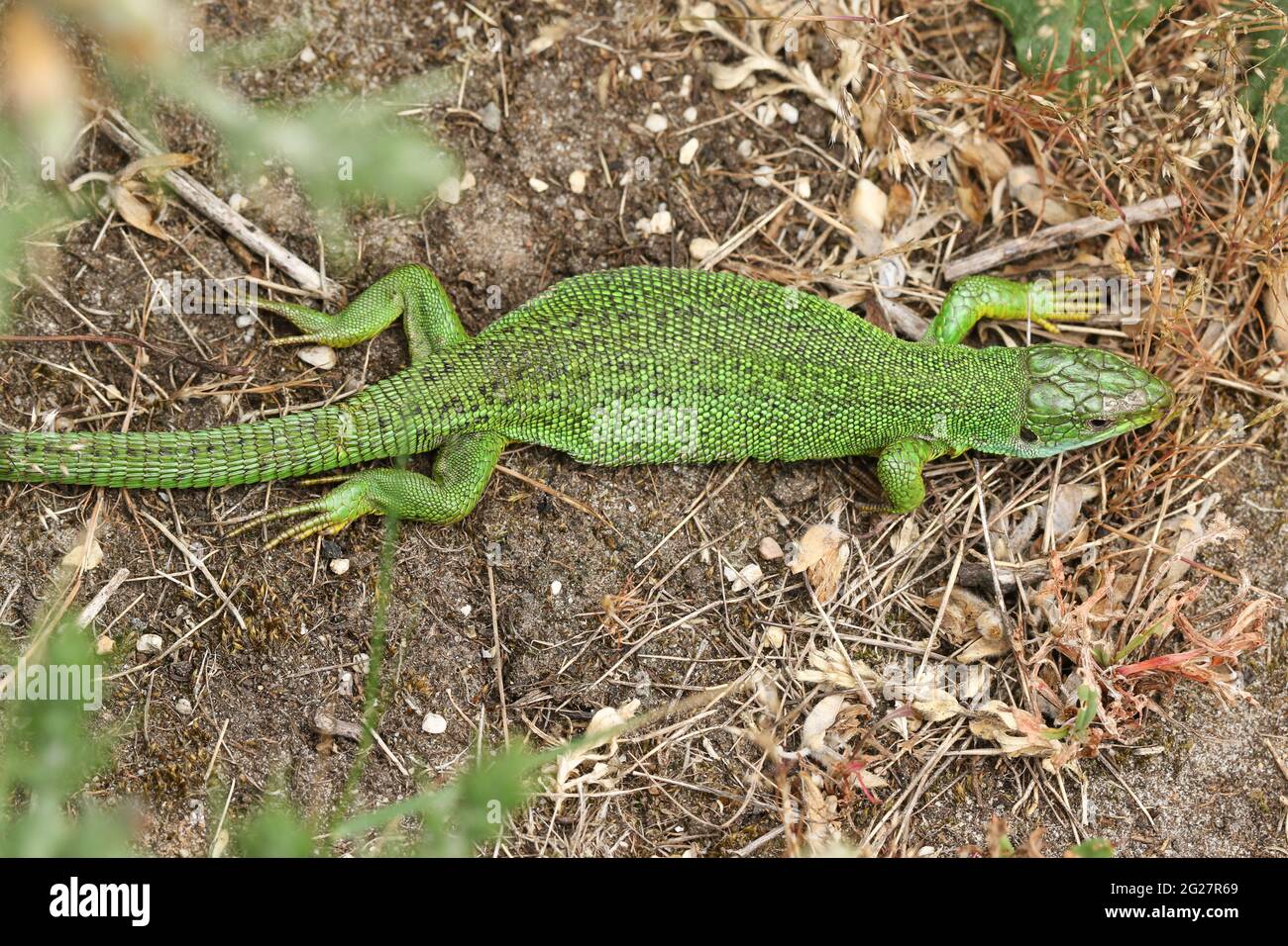 A rare Western Green Lizard, Lacerta Biliniata, (Viridis), warming up ...