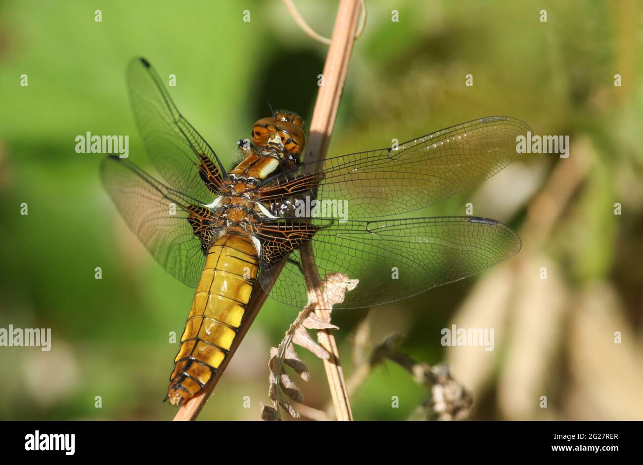 A Broad-bodied Chaser, Libellula depressa, perching on a bracken in ...