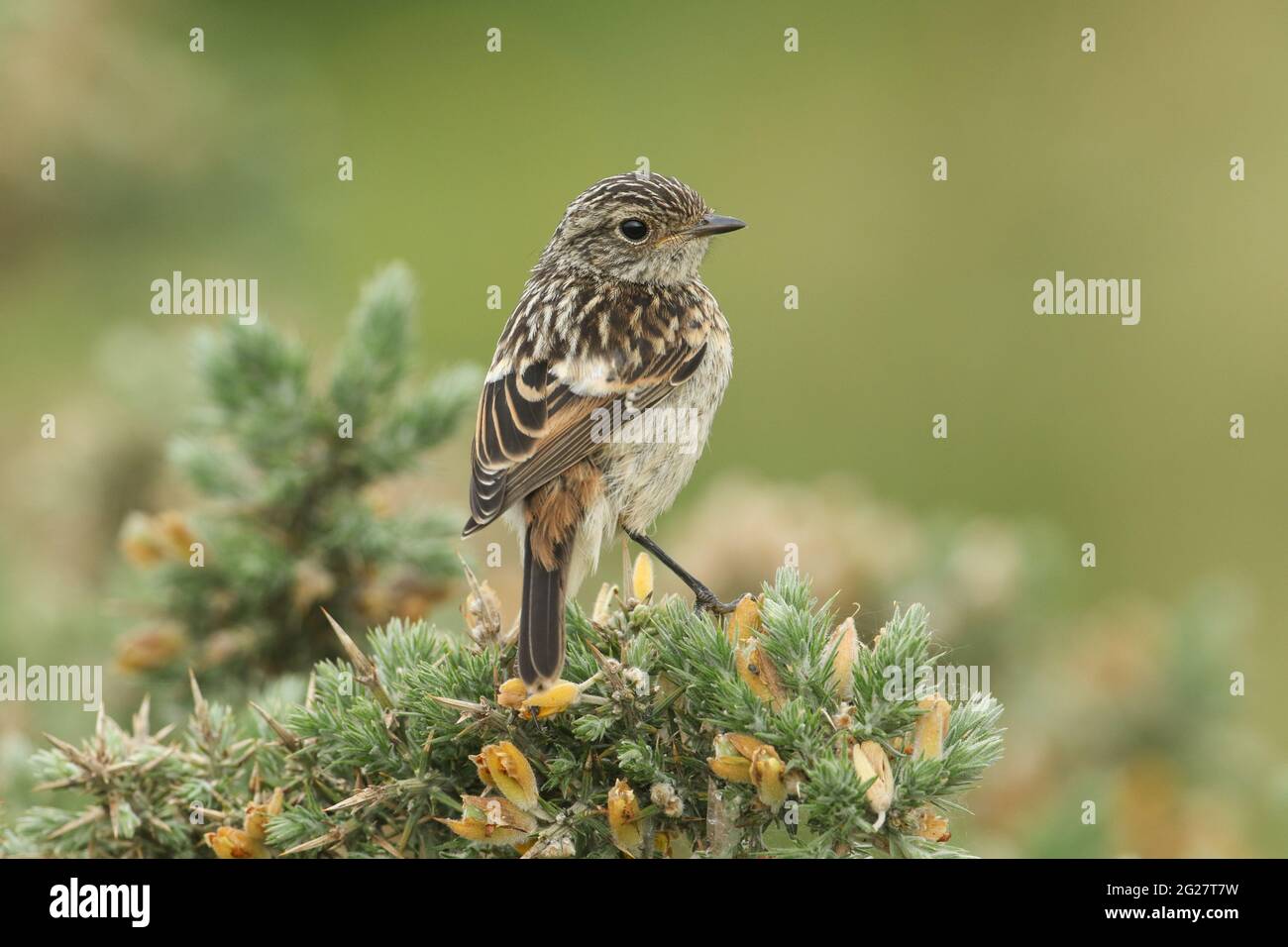 Young european stonechat hi-res stock photography and images - Alamy