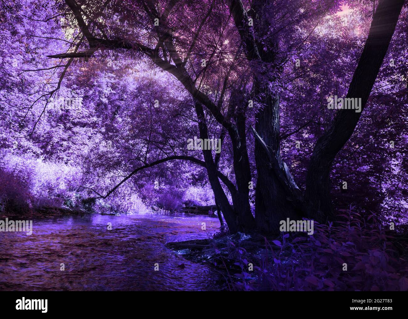 Abstract purple forest and a small river, a fantasy landscape Stock ...