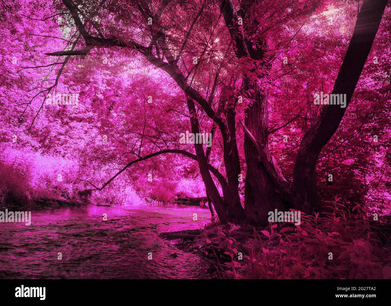 Abstract purple forest and a small river, a fantasy landscape Stock ...