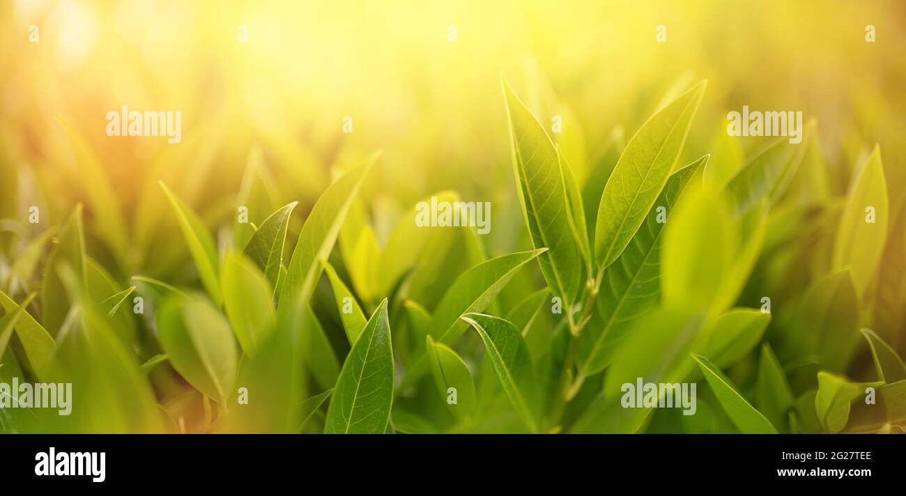 Tea leaves background with golden sunlight in the morning Stock Photo ...