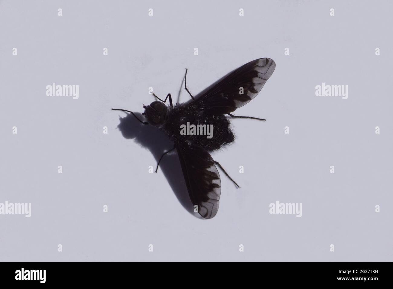 Anthrax anthrax Family Bee flies (Bombyliidae). A black fly on a white ...