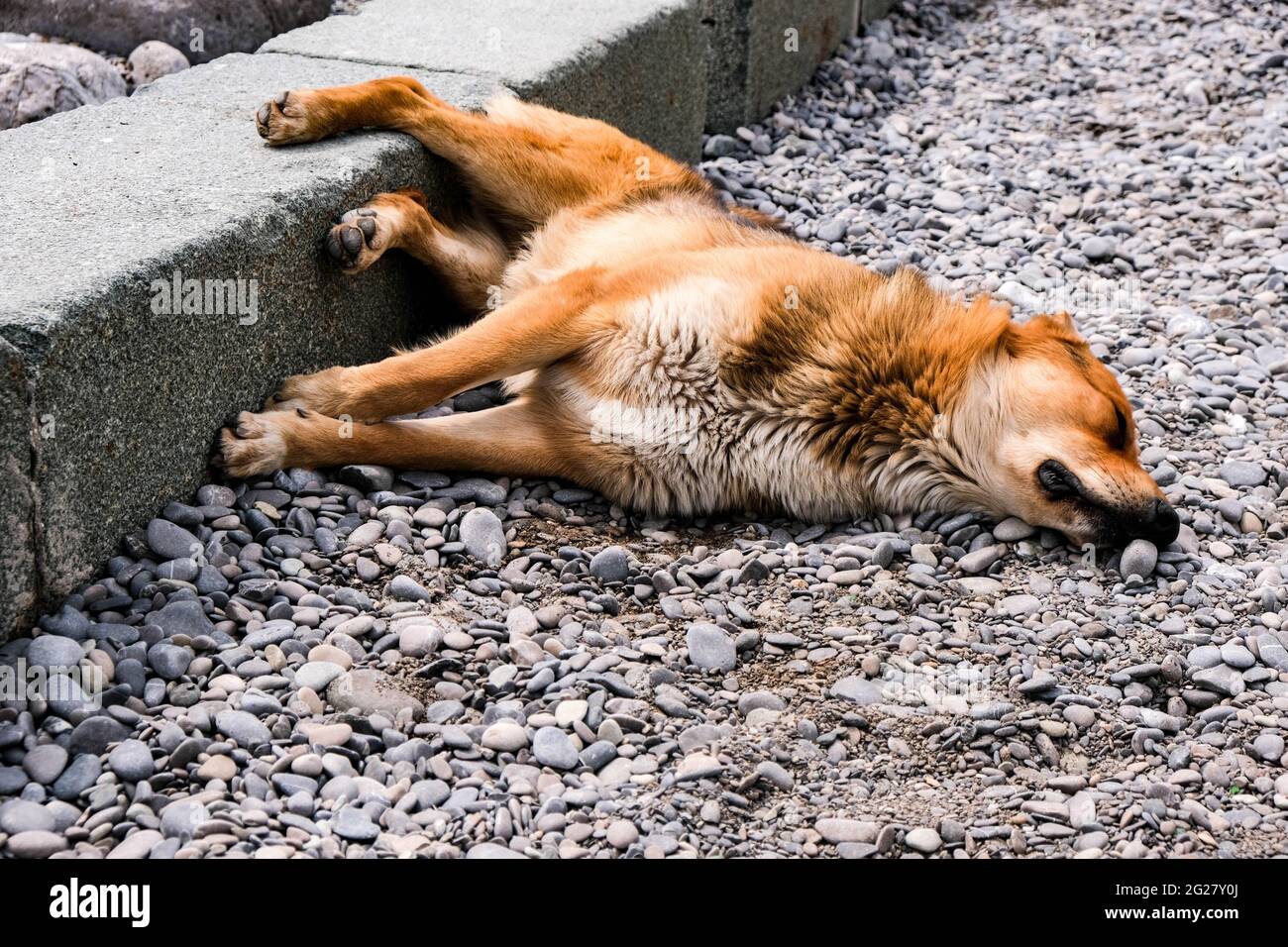 Cute red dog sleeping on the road Stock Photo - Alamy