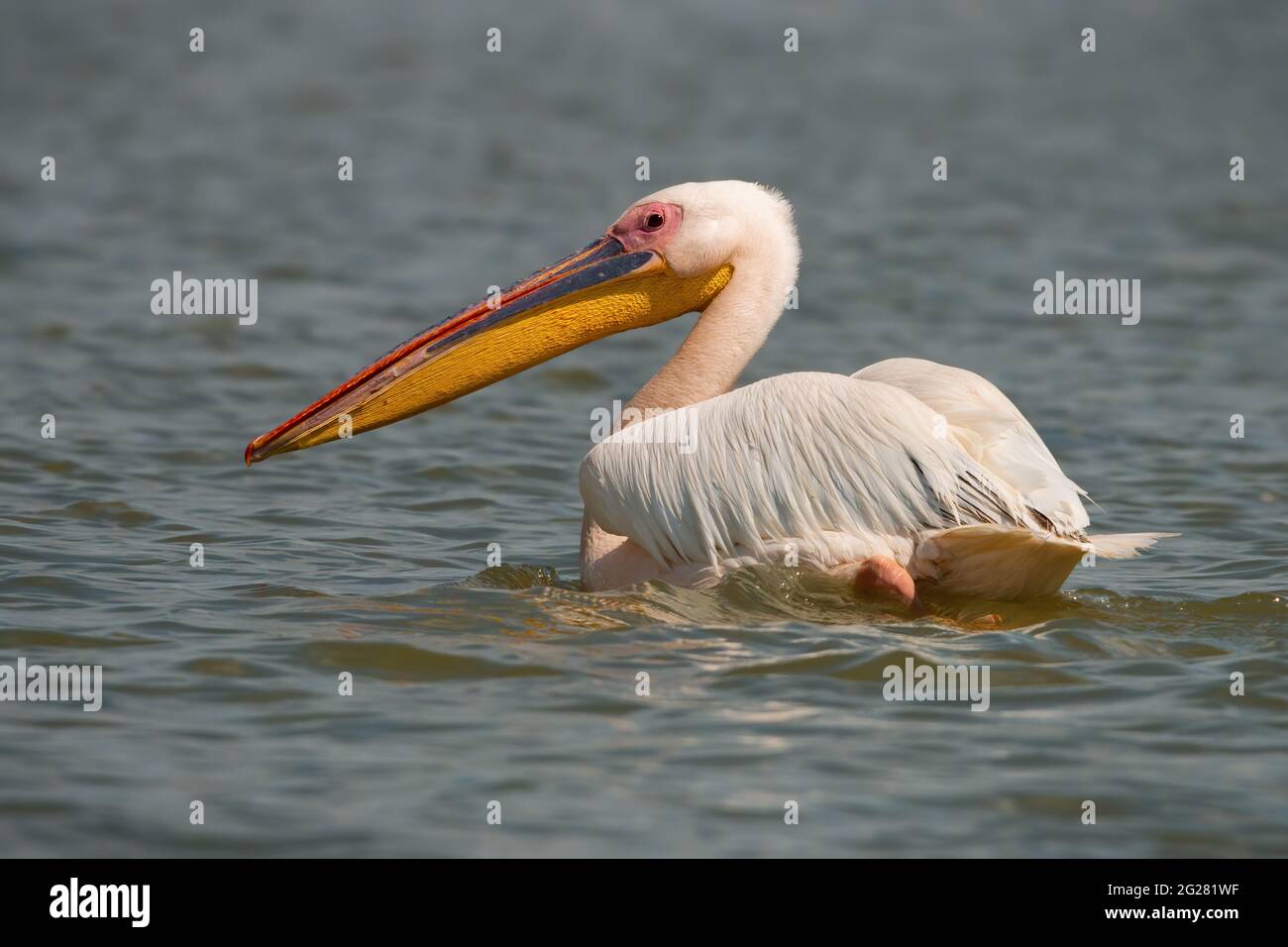 Great white pelican floating water and looking back over shoulder Stock ...