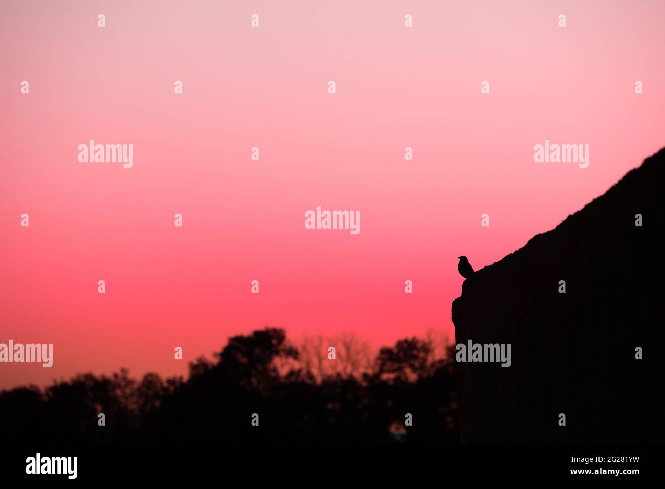 Common blackbird and trees silhouette against a pink sunset. Colourful ...